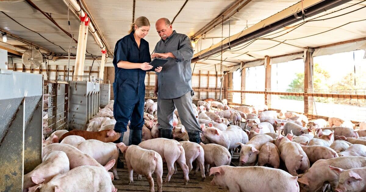 Join the Movement to Strengthen Swine Health in Minnesota - MN Pork ...